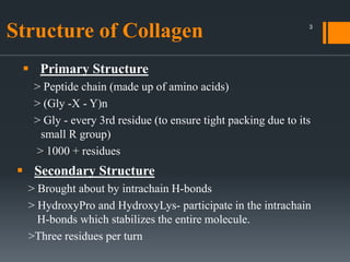 Collagen Primary Structure