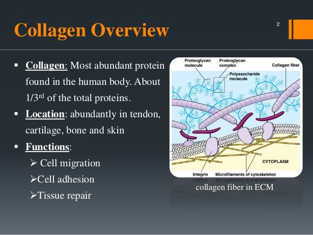 Collagen presentation and Structure