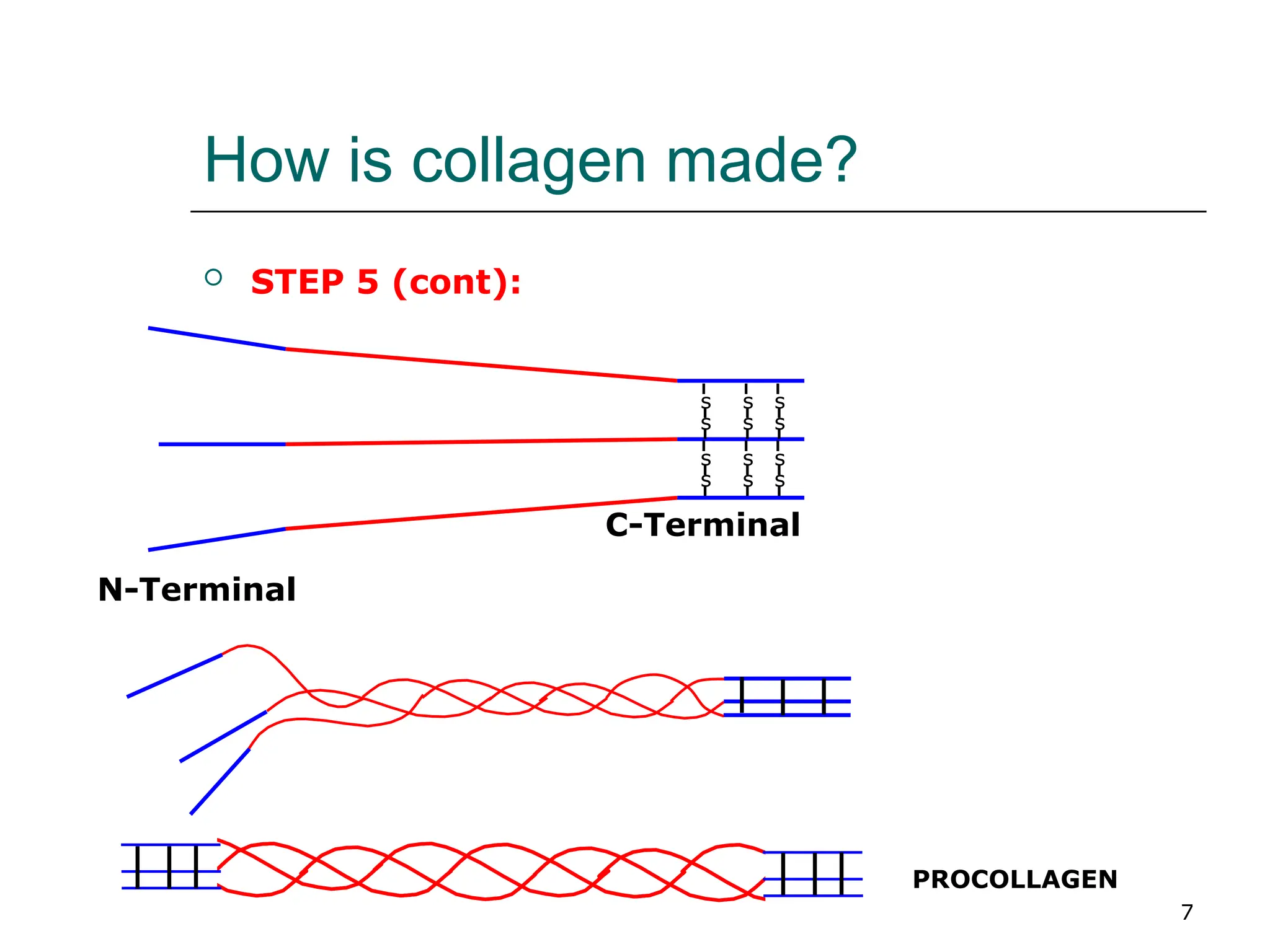 collagen synthesis methods in leather processing | PPT