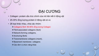 Collagen thủy phân và ứng dụng.pptx