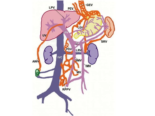 Collateral pathways in portal hypertension | PPTX