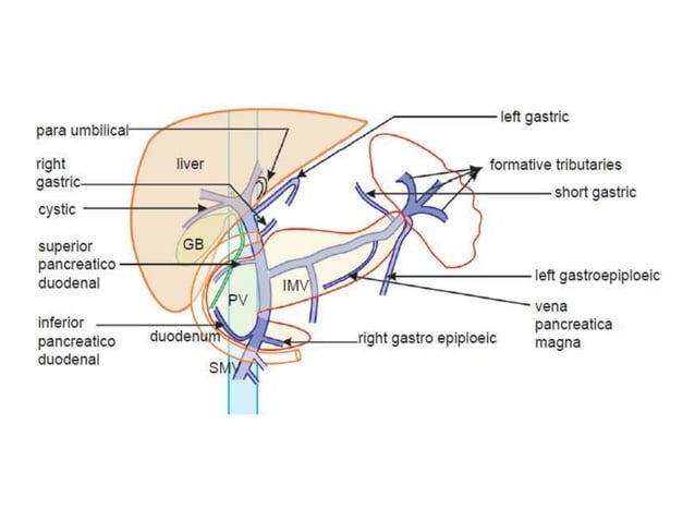 Collateral pathways in portal hypertension | PPTX