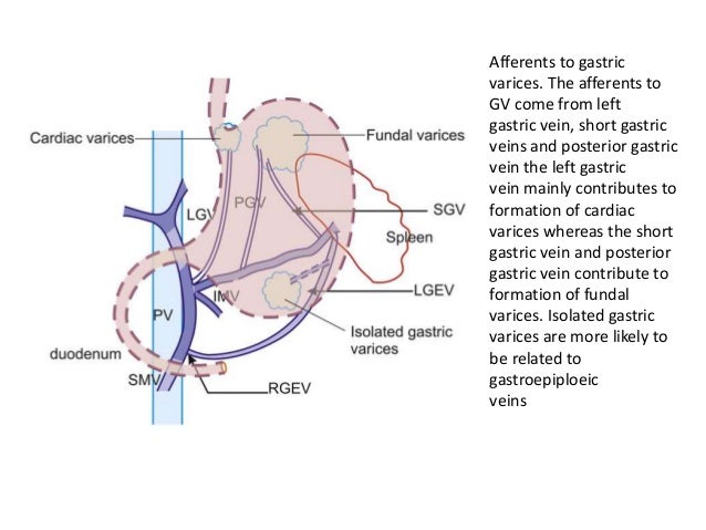 Collateral pathways in portal hypertension