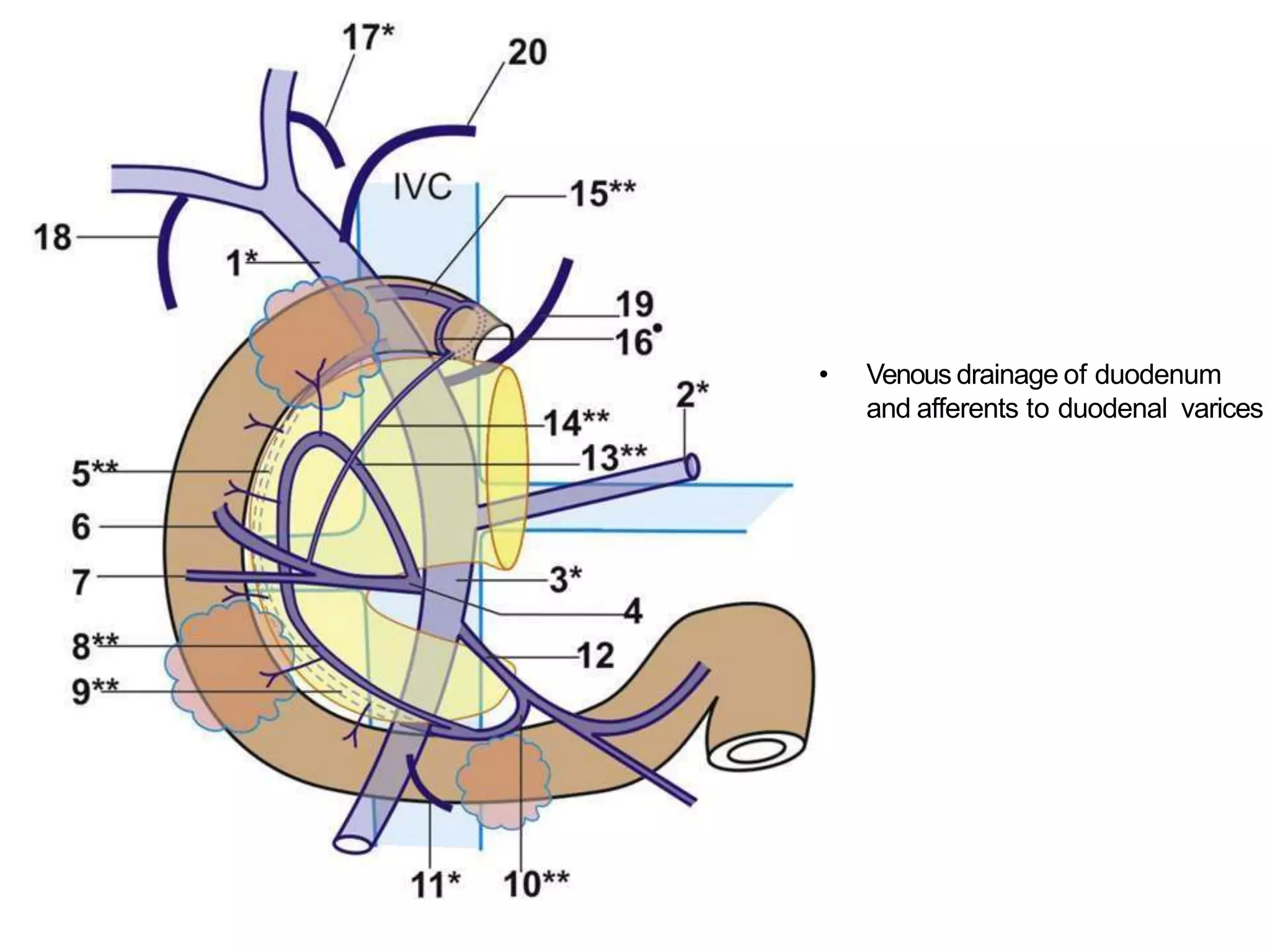 collaterals in PHTN.pptx