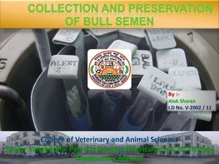 Collection and preservation of bull semen | PPTX