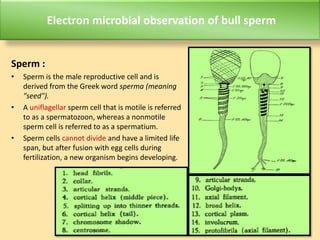 Collection and preservation of bull semen | PPTX