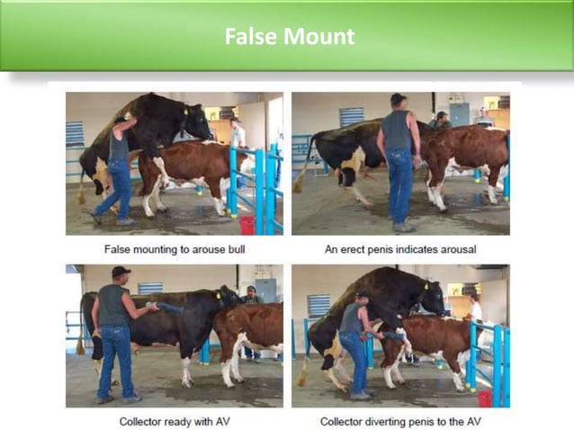 Collection and preservation of bull semen | PPTX | Infertility ...