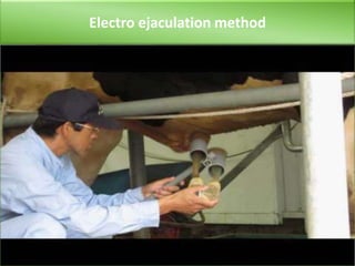 Collection and preservation of bull semen | PPTX