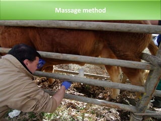 Collection and preservation of bull semen | PPTX