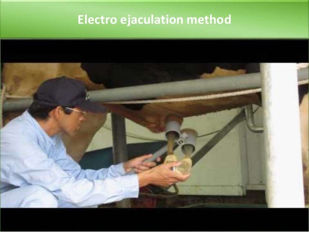 Collection and preservation of bull semen