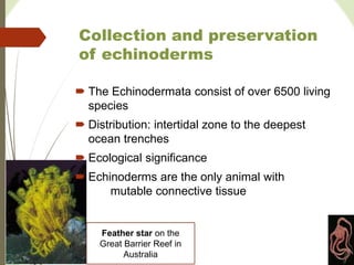 Collection and preservation of sponges and echinoderms | PPTX