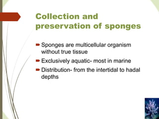 Collection and preservation of sponges and echinoderms | PPTX