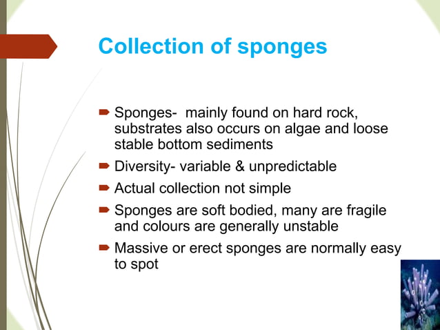 Collection and preservation of sponges and echinoderms | PPTX