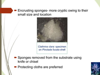 Collection and preservation of sponges and echinoderms | PPTX