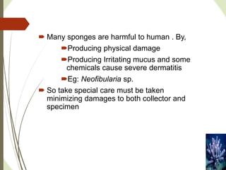 Collection and preservation of sponges and echinoderms | PPTX