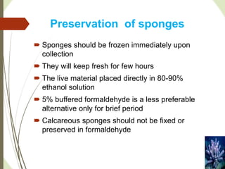 Collection and preservation of sponges and echinoderms | PPTX