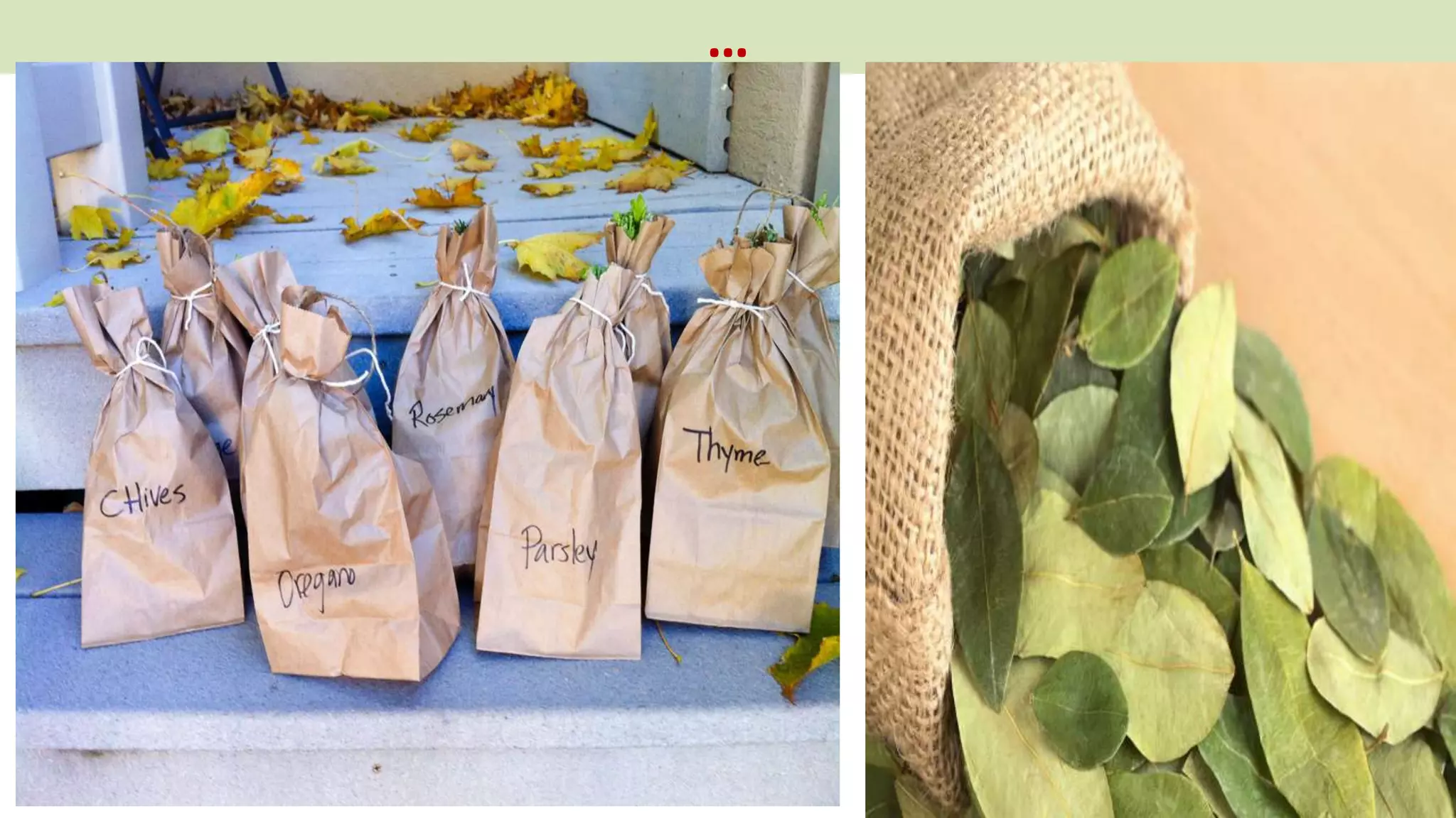 Collection and storage techniques of different plant parts of medicinal ...