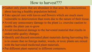 Collection and storage techniques of different plant parts of medicinal ...