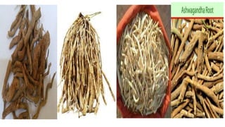 Collection and storage techniques of different plant parts of medicinal ...