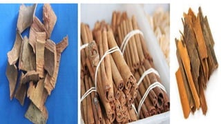 Collection and storage techniques of different plant parts of medicinal ...