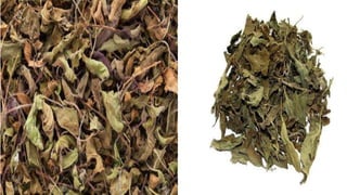 Collection and storage techniques of different plant parts of medicinal ...