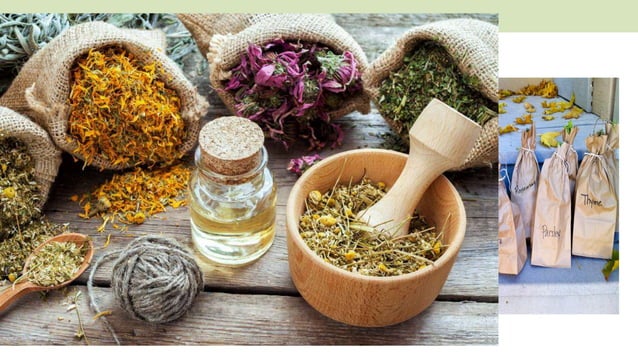 Collection and storage techniques of different plant parts of medicinal ...