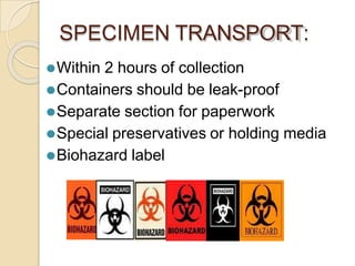 specimen collection and transport | PPTX