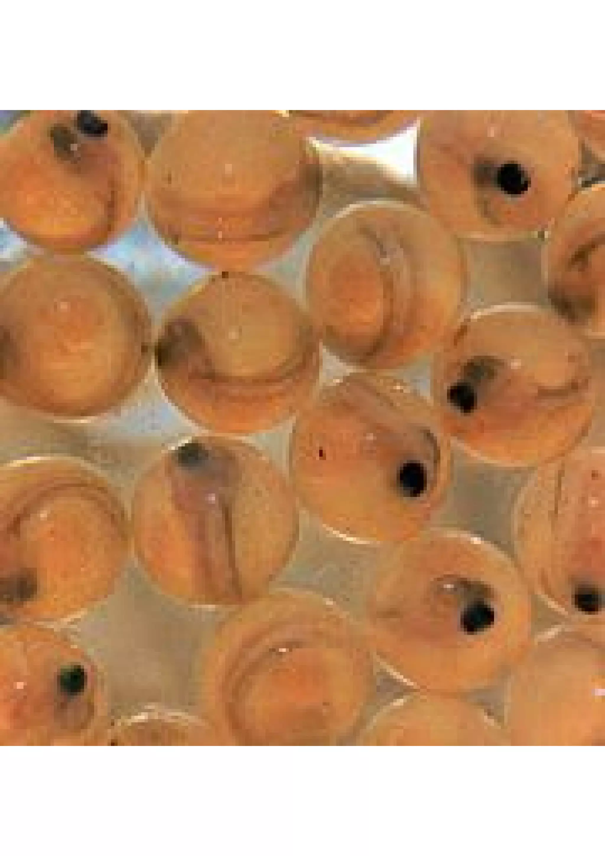 Collection device of fish eggs and larvae pdf | PDF