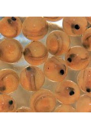 Collection device of fish eggs and larvae pdf | PDF