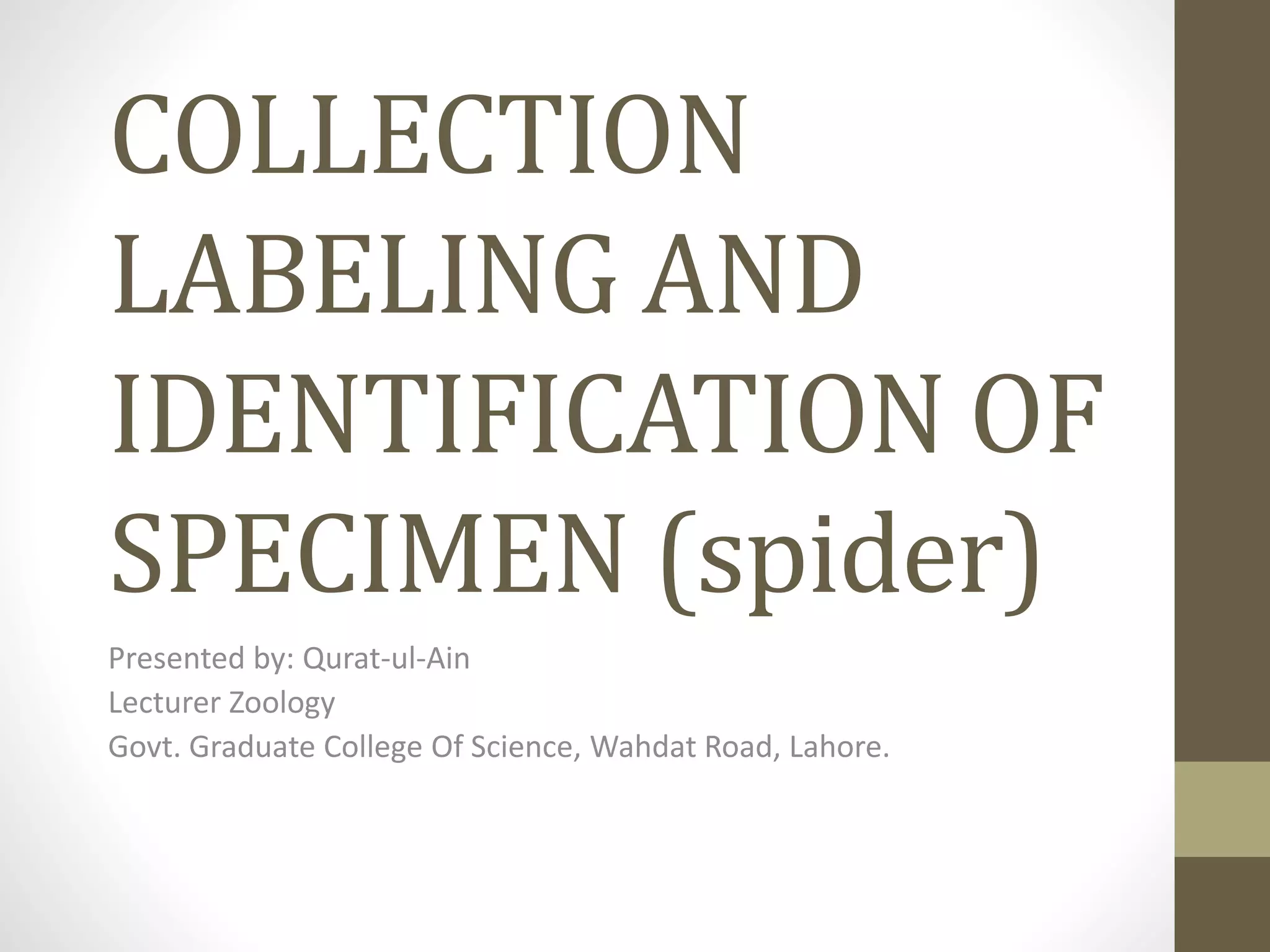 Collection labeling and identification of specimen of spiders | PPTX