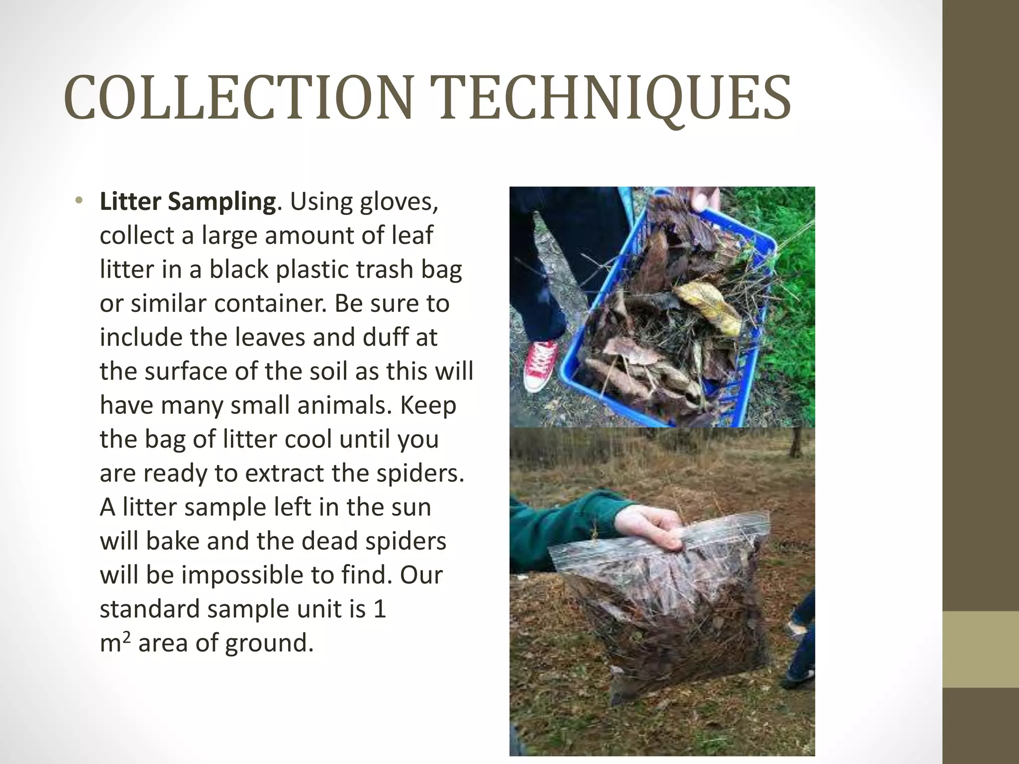 Collection labeling and identification of specimen of spiders | PPTX