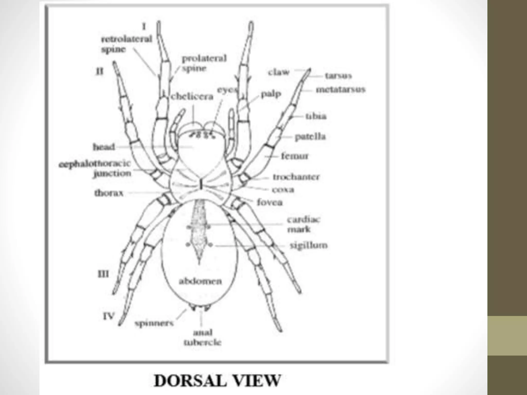 Collection labeling and identification of specimen of spiders | PPTX
