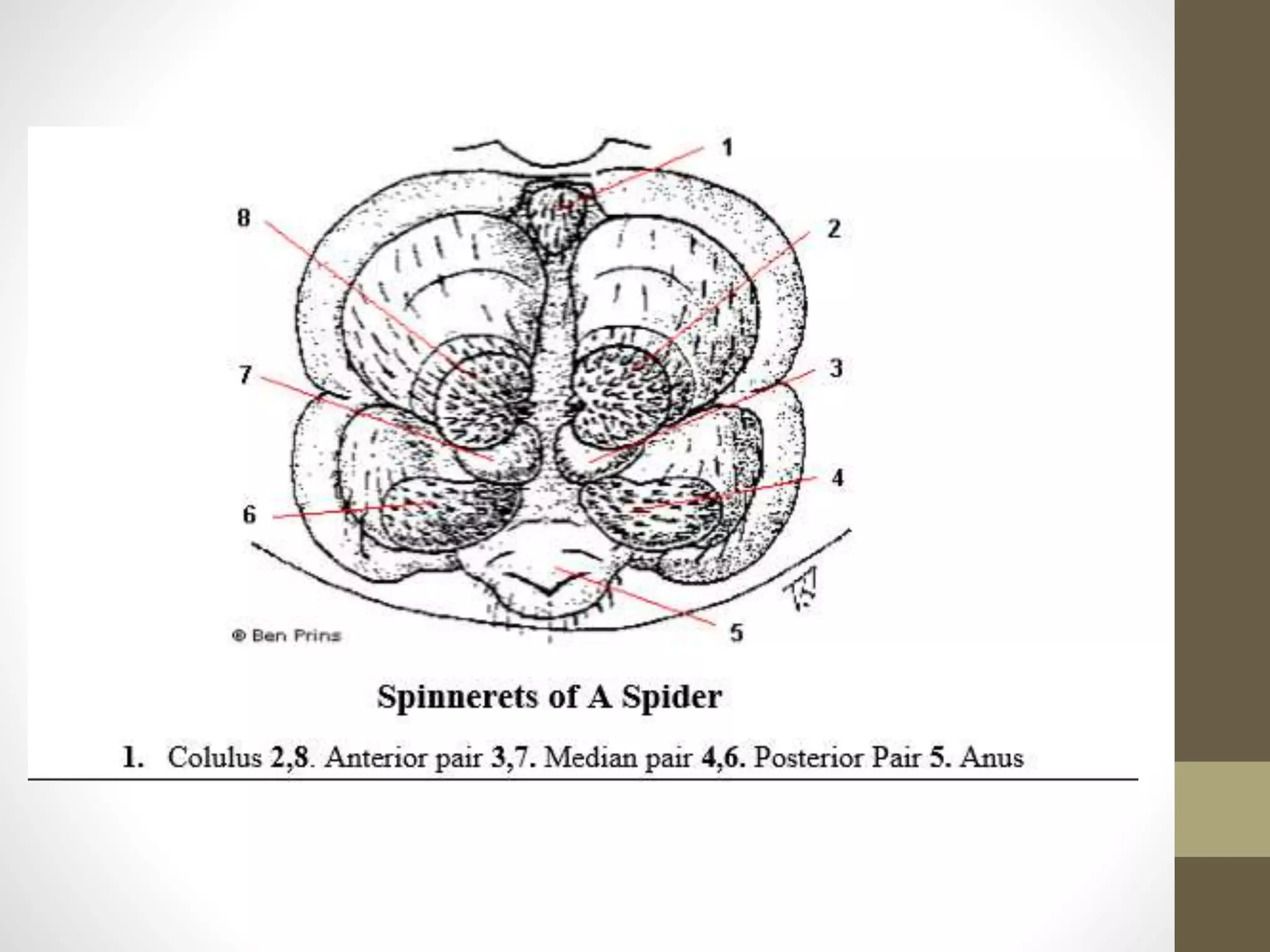 Collection labeling and identification of specimen of spiders | PPTX