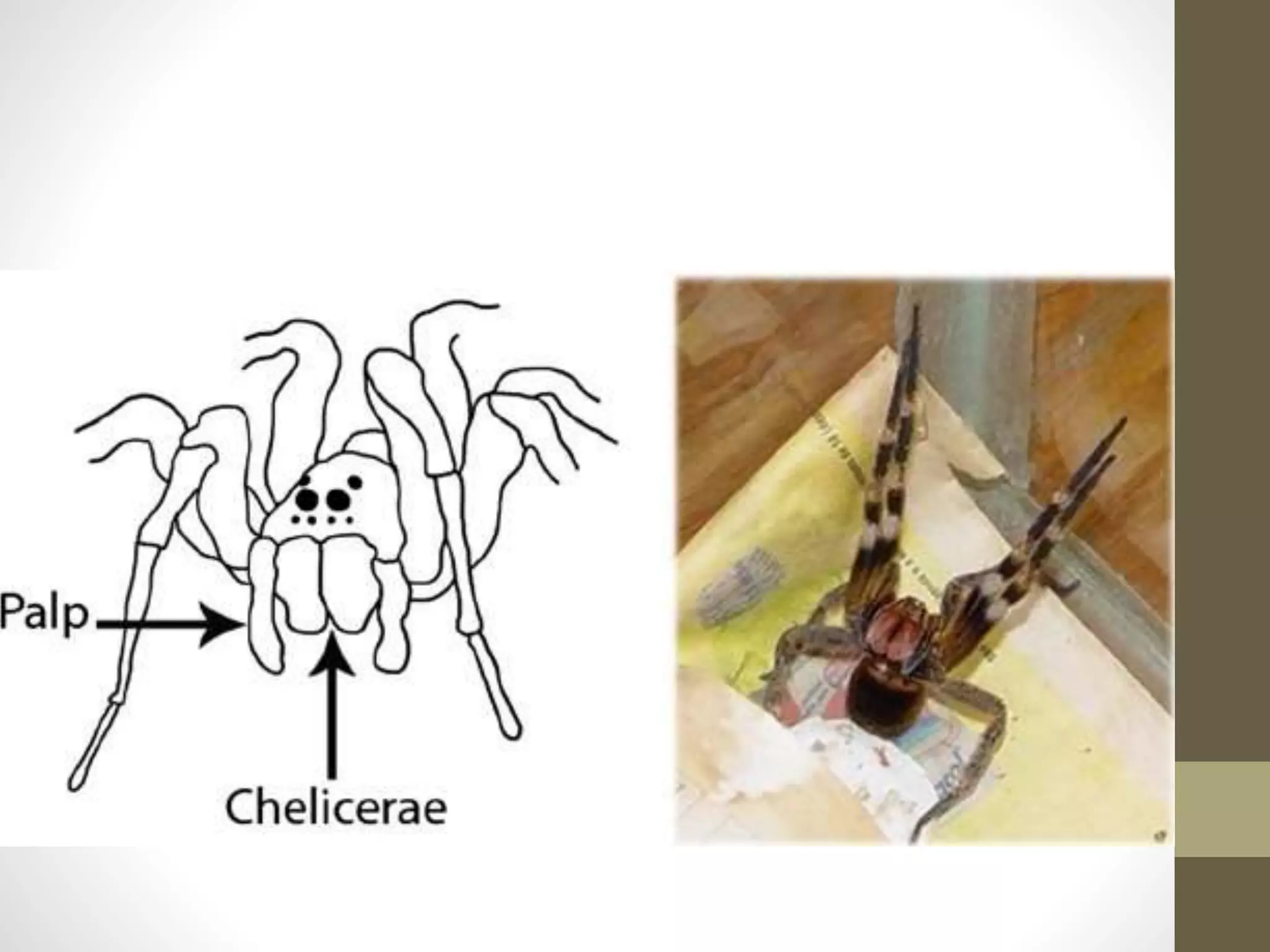 Collection labeling and identification of specimen of spiders | PPTX