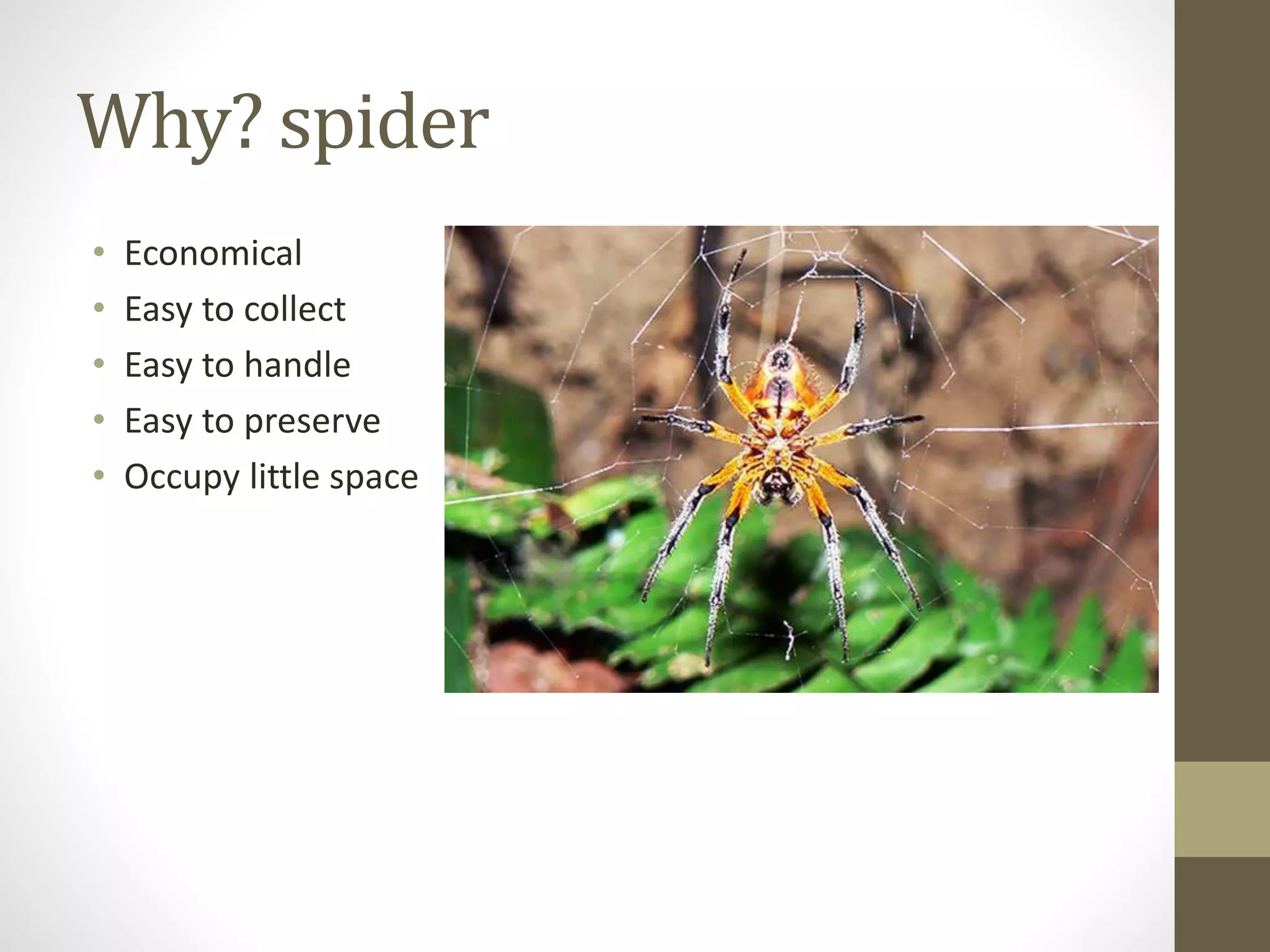 Collection labeling and identification of specimen of spiders | PPTX