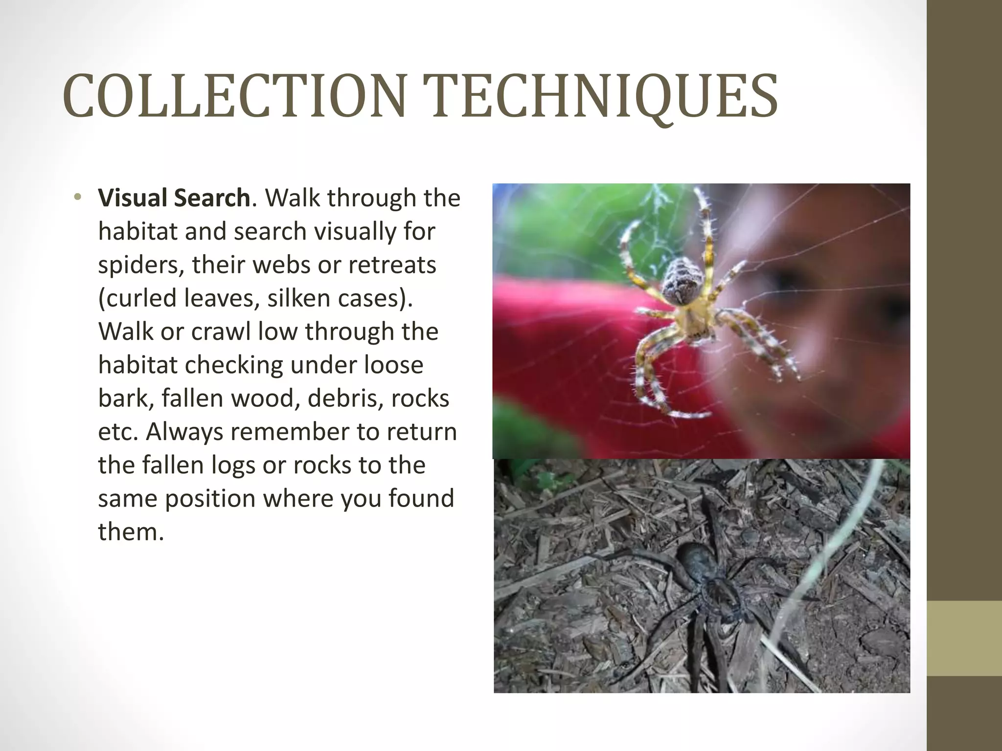 Collection labeling and identification of specimen of spiders | PPTX