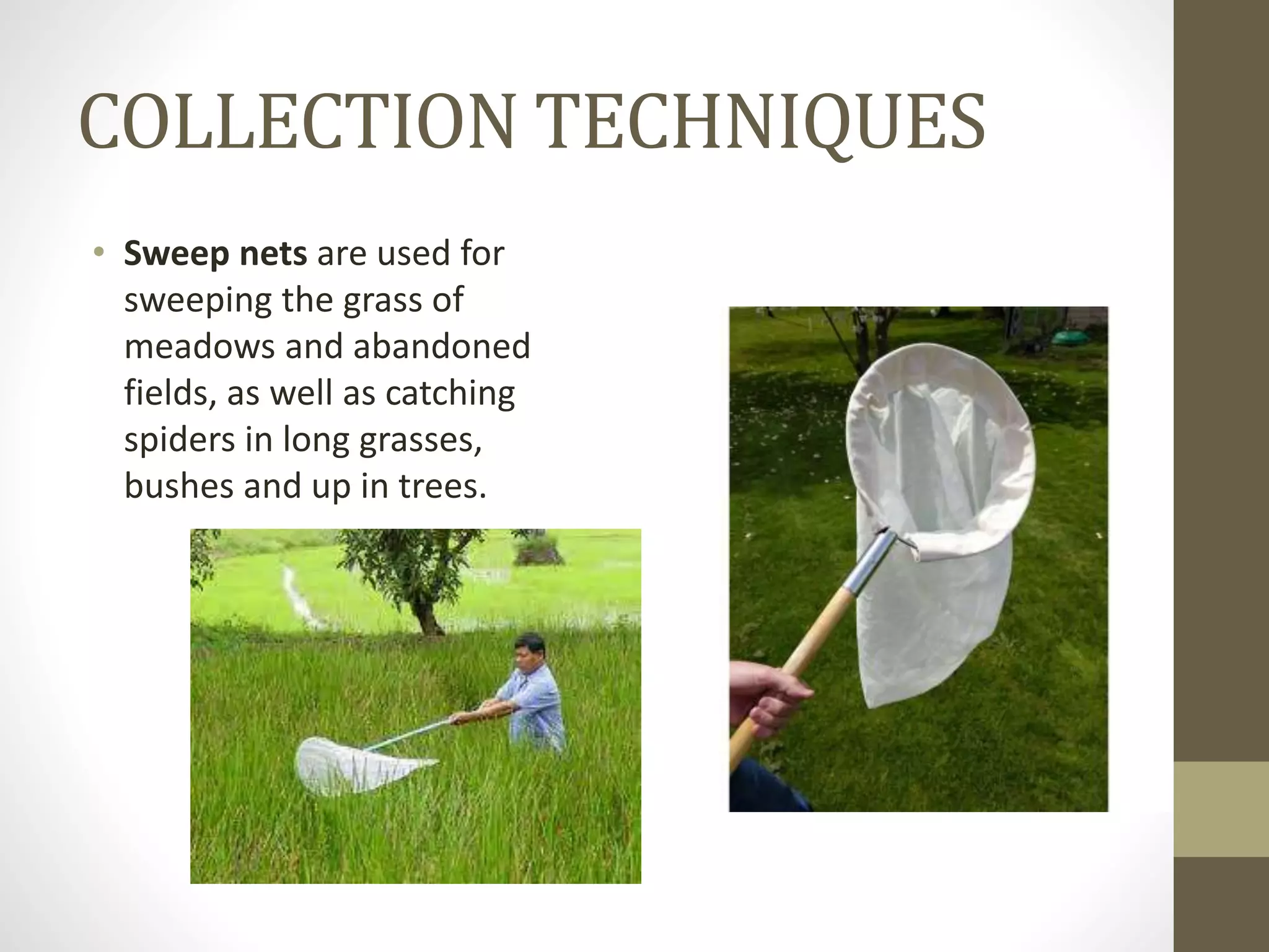 Collection labeling and identification of specimen of spiders | PPTX