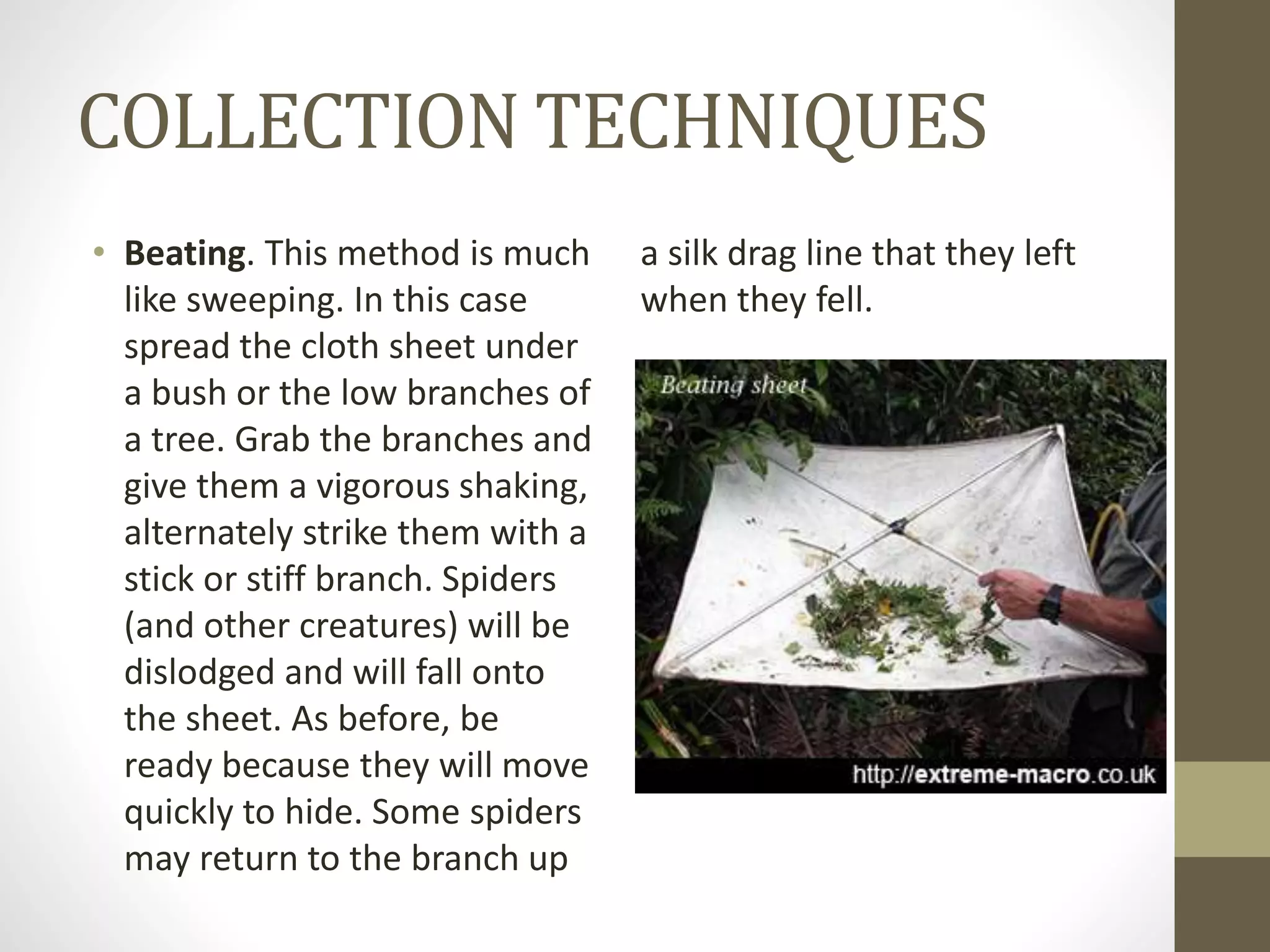 Collection labeling and identification of specimen of spiders | PPTX