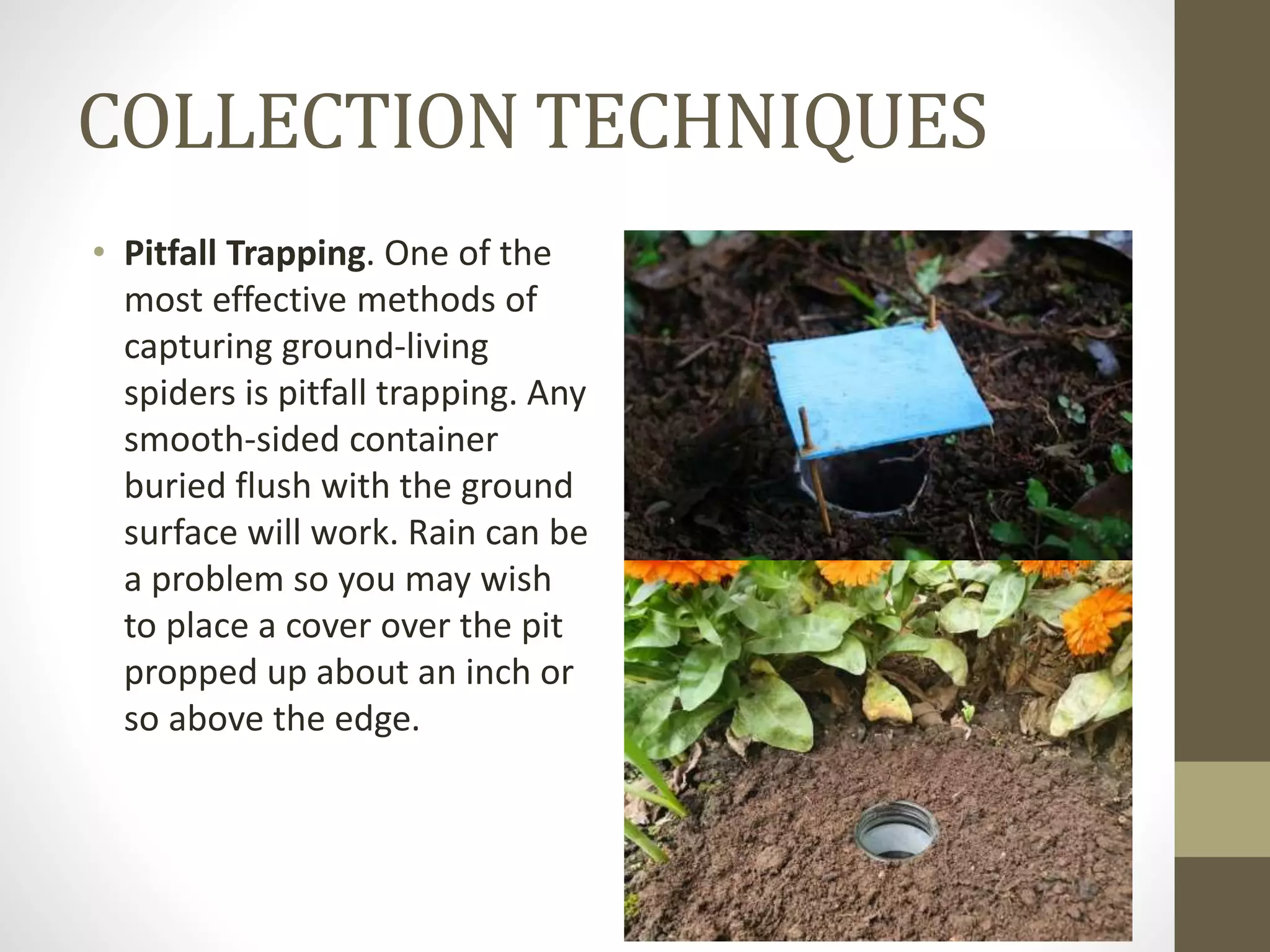 Collection labeling and identification of specimen of spiders | PPTX