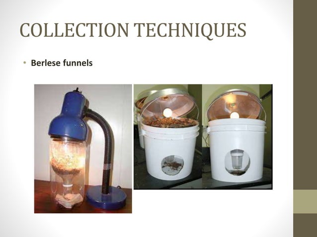 Collection labeling and identification of specimen of spiders | PPTX