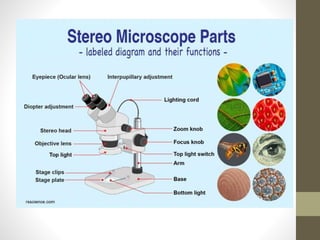 Collection labeling and identification of specimen of spiders | PPTX