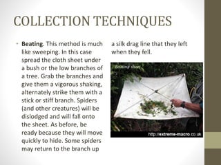 Collection labeling and identification of specimen of spiders | PPTX