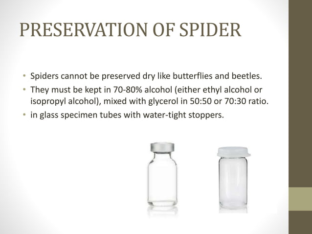Collection labeling and identification of specimen of spiders