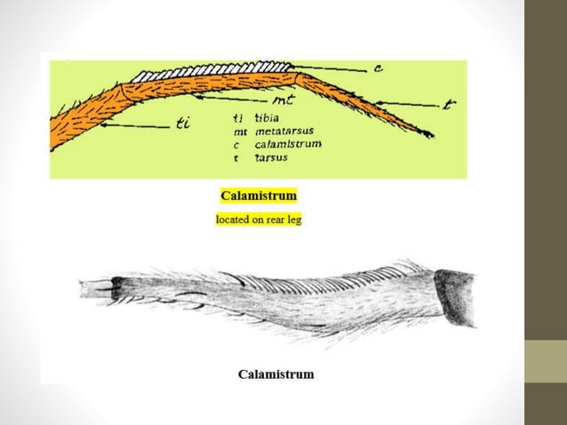 Collection labeling and identification of specimen of spiders