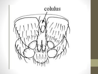 Collection labeling and identification of specimen of spiders