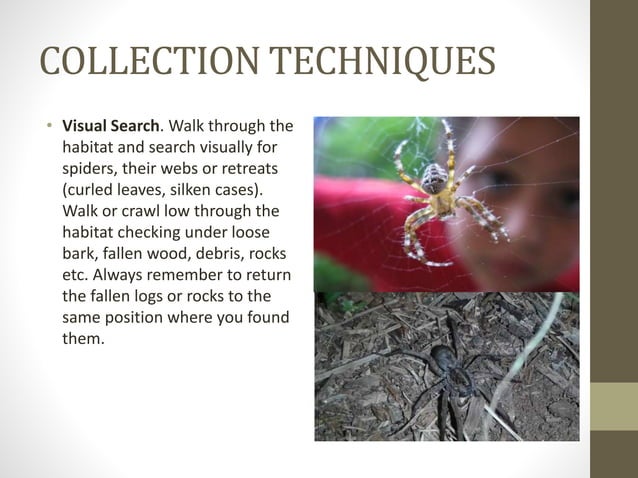 Collection labeling and identification of specimen of spiders