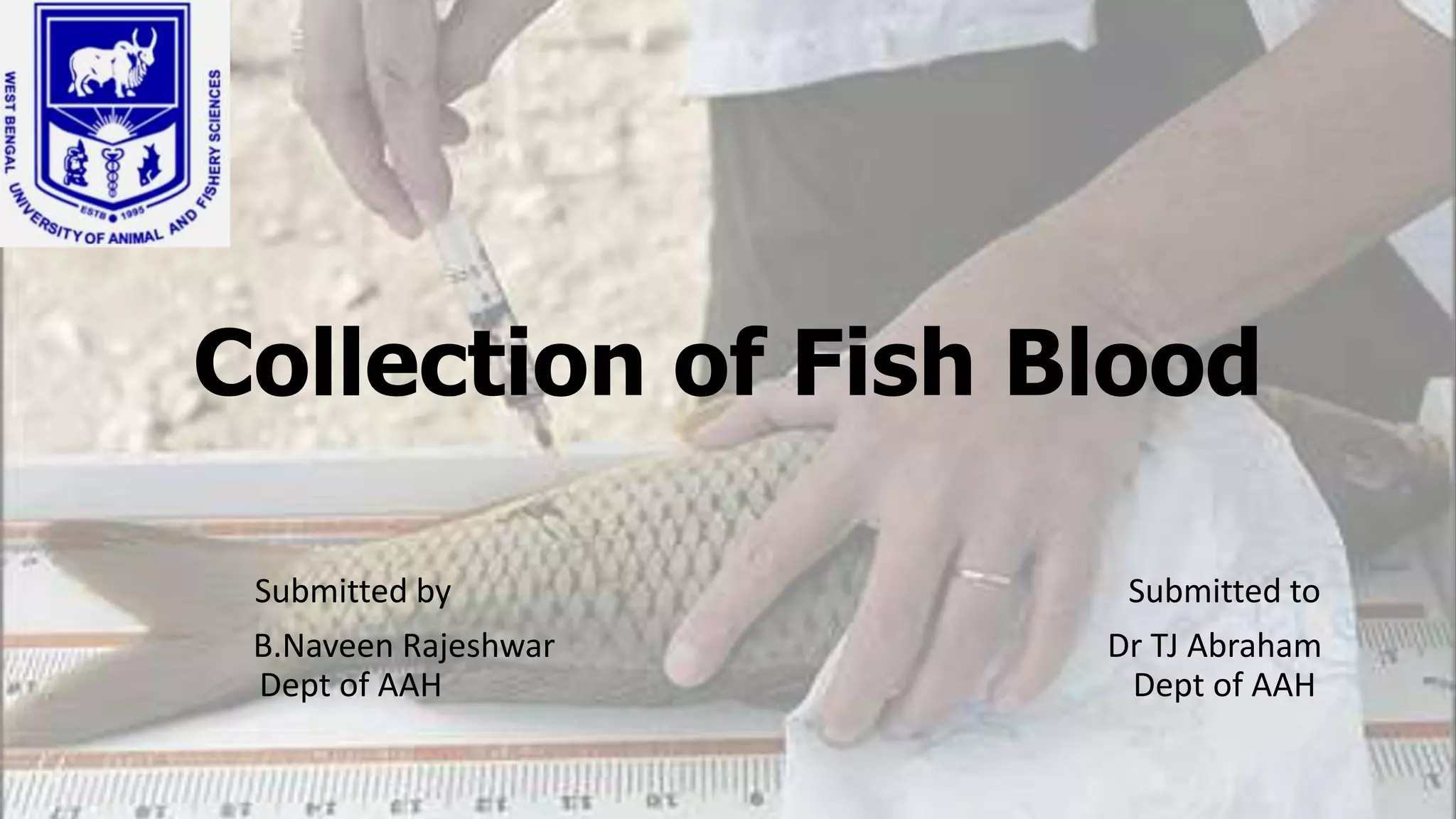 Collection of fish blood | PPTX
