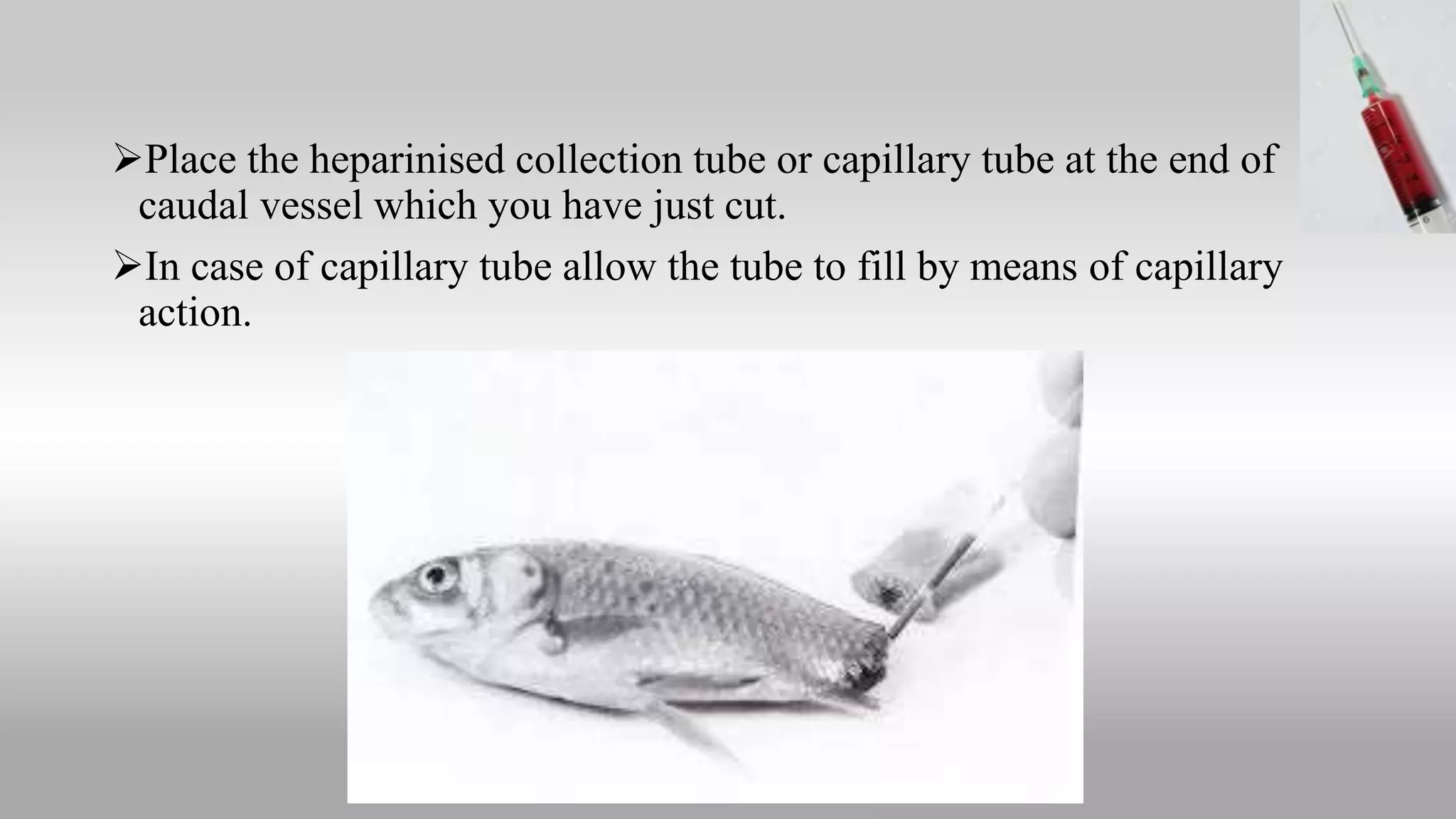 Collection of fish blood | PPTX