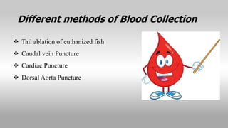 Collection of fish blood | PPTX