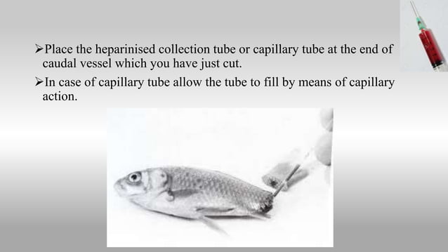 Collection of fish blood | PPTX
